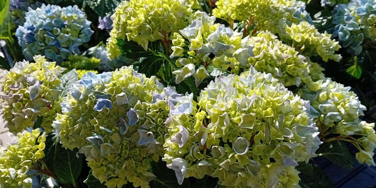 O nás | Zahrady a zeleň s.r.o.